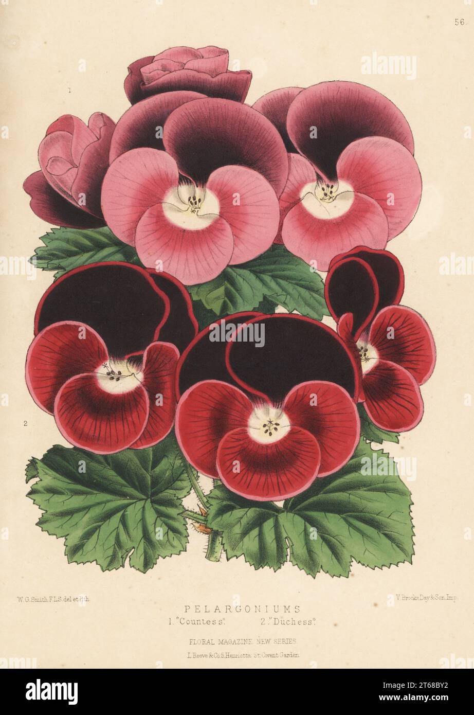 New varieies of Pelargoniums: Countess 1 and Duchess 2. Hybrids of ...