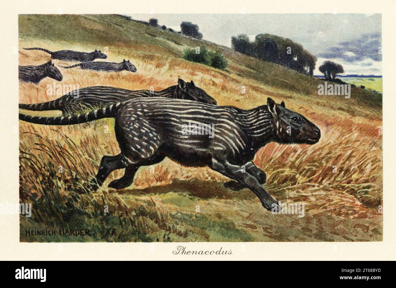 Mammal paleocene period hi-res stock photography and images - Alamy