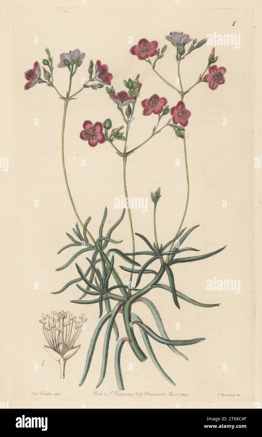 Quill fameflower, Phemeranthus teretifolius. Slender-leaved talinum ...