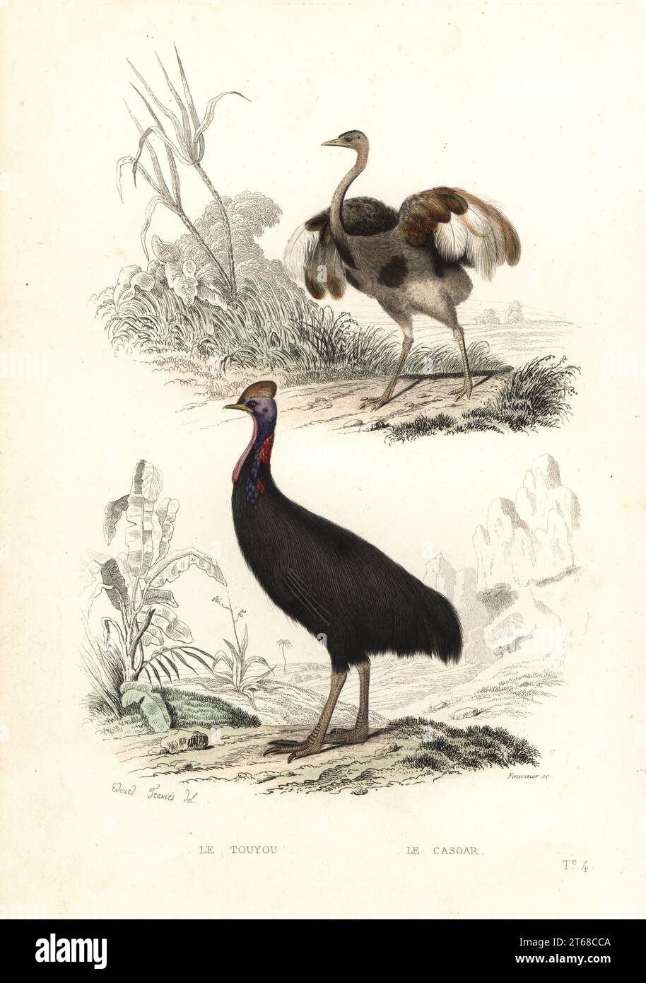 Greater rhea, Rhea americana, and southern cassowary, Casuarius ...
