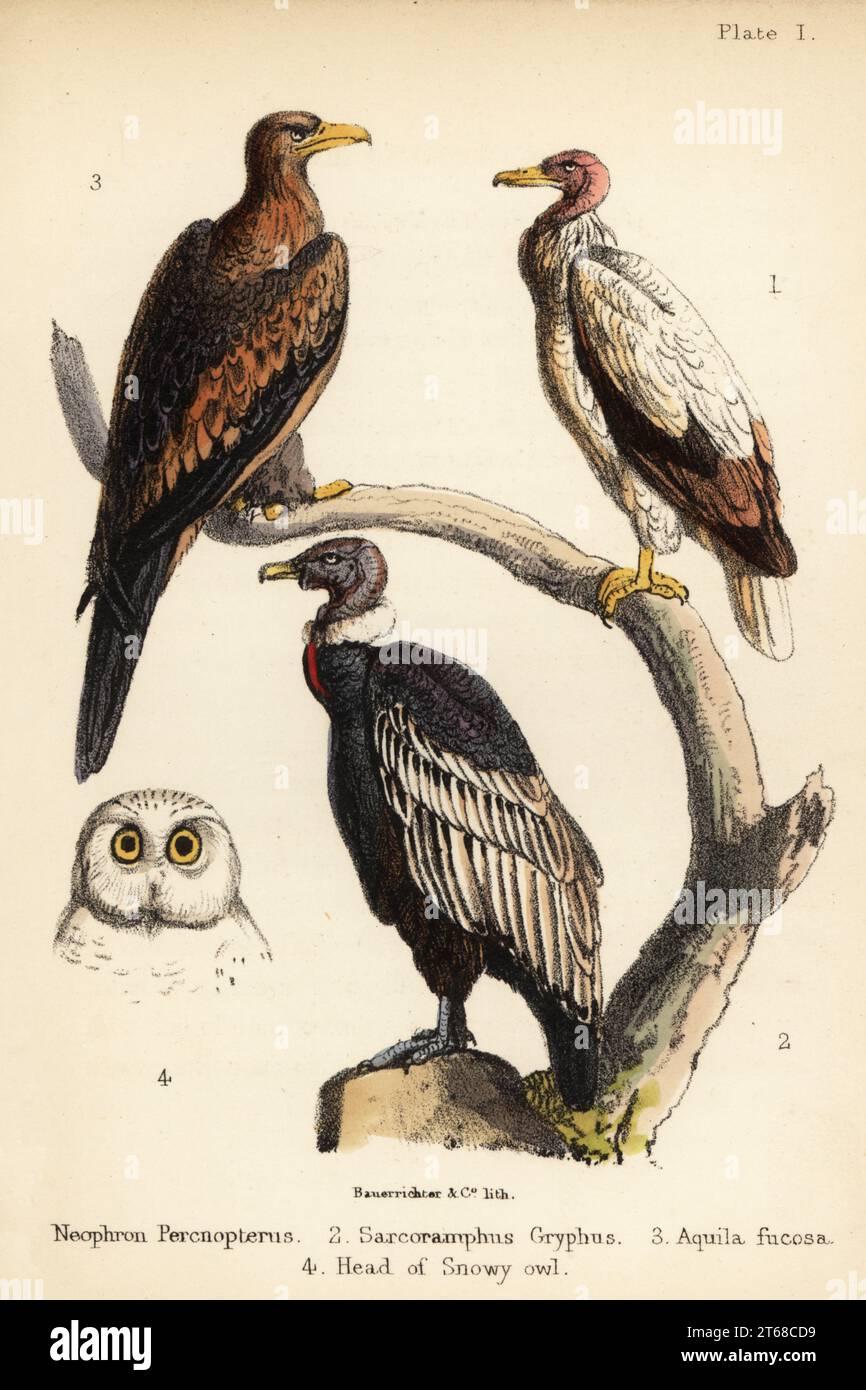Endangered Egyptian vulture, Neophron percnopterus 1, Andean condor ...
