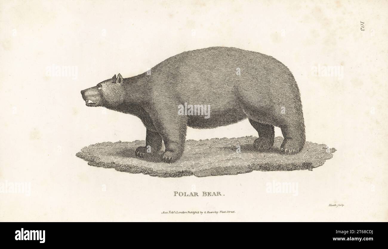 Polar bear, Ursus maritimus. Thalarctos maritimus. After an ...