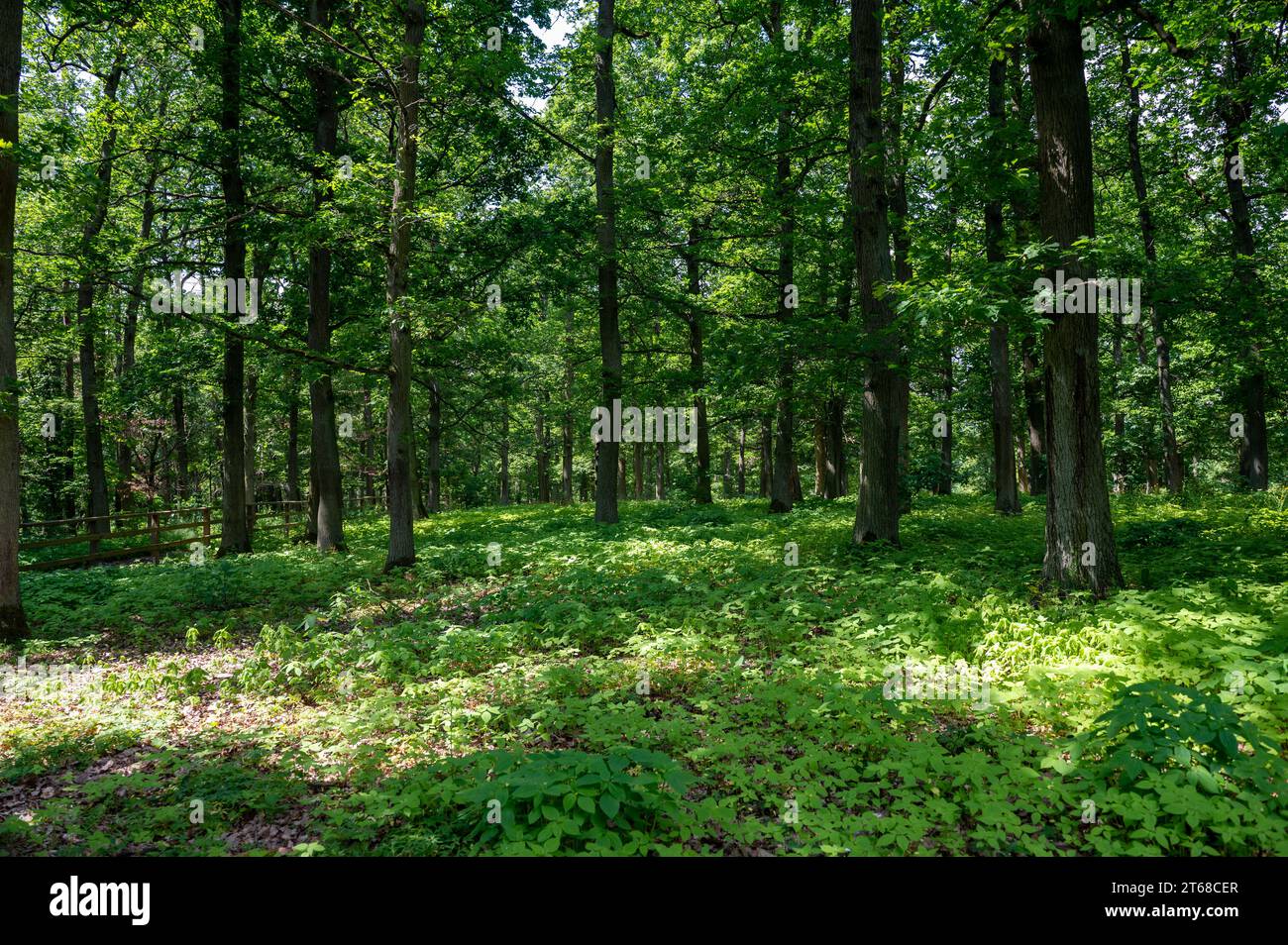 Sun shines through trees, in a green fores with many green plants on ...