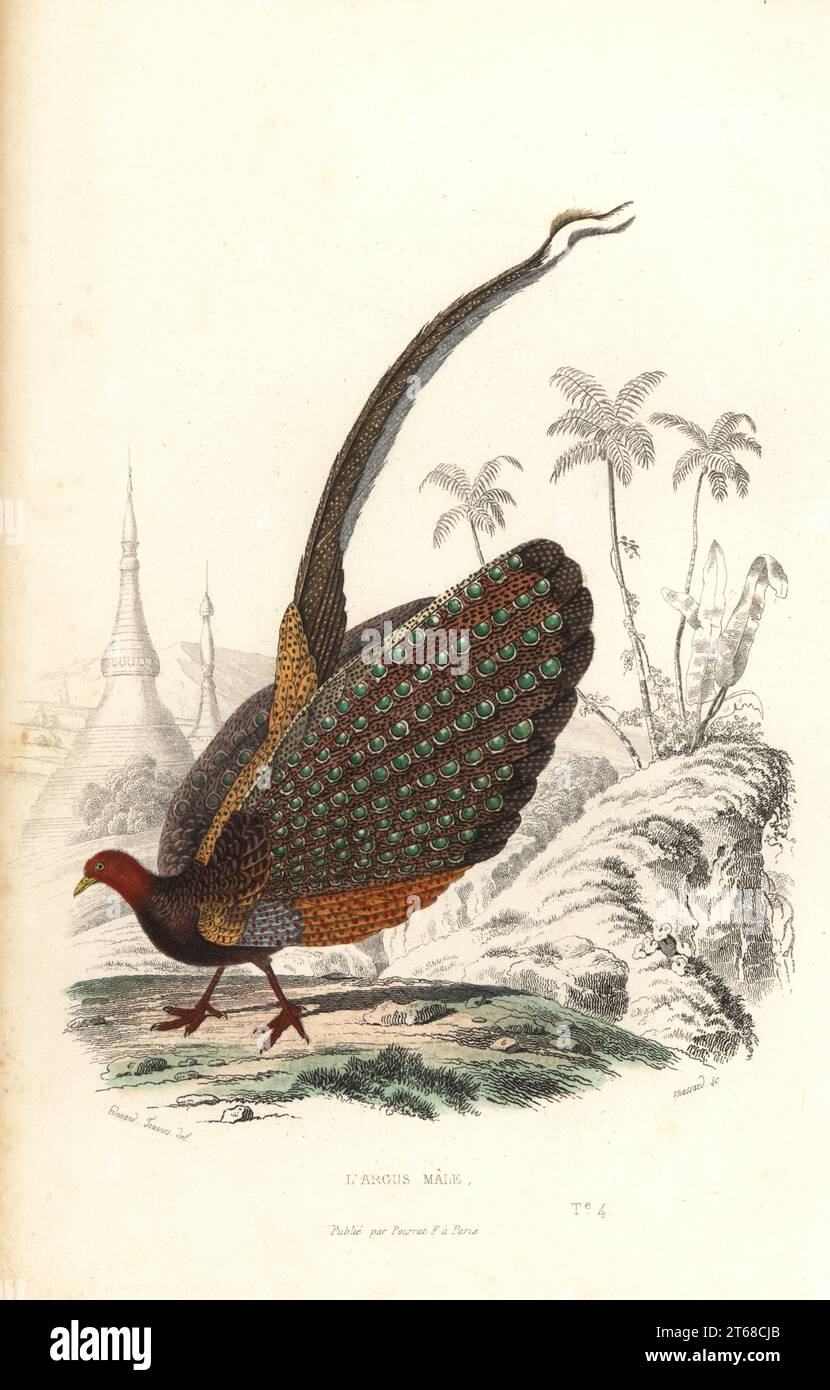 Great argus, male, vulnerable, Argusianus argus. In front of temples of ...