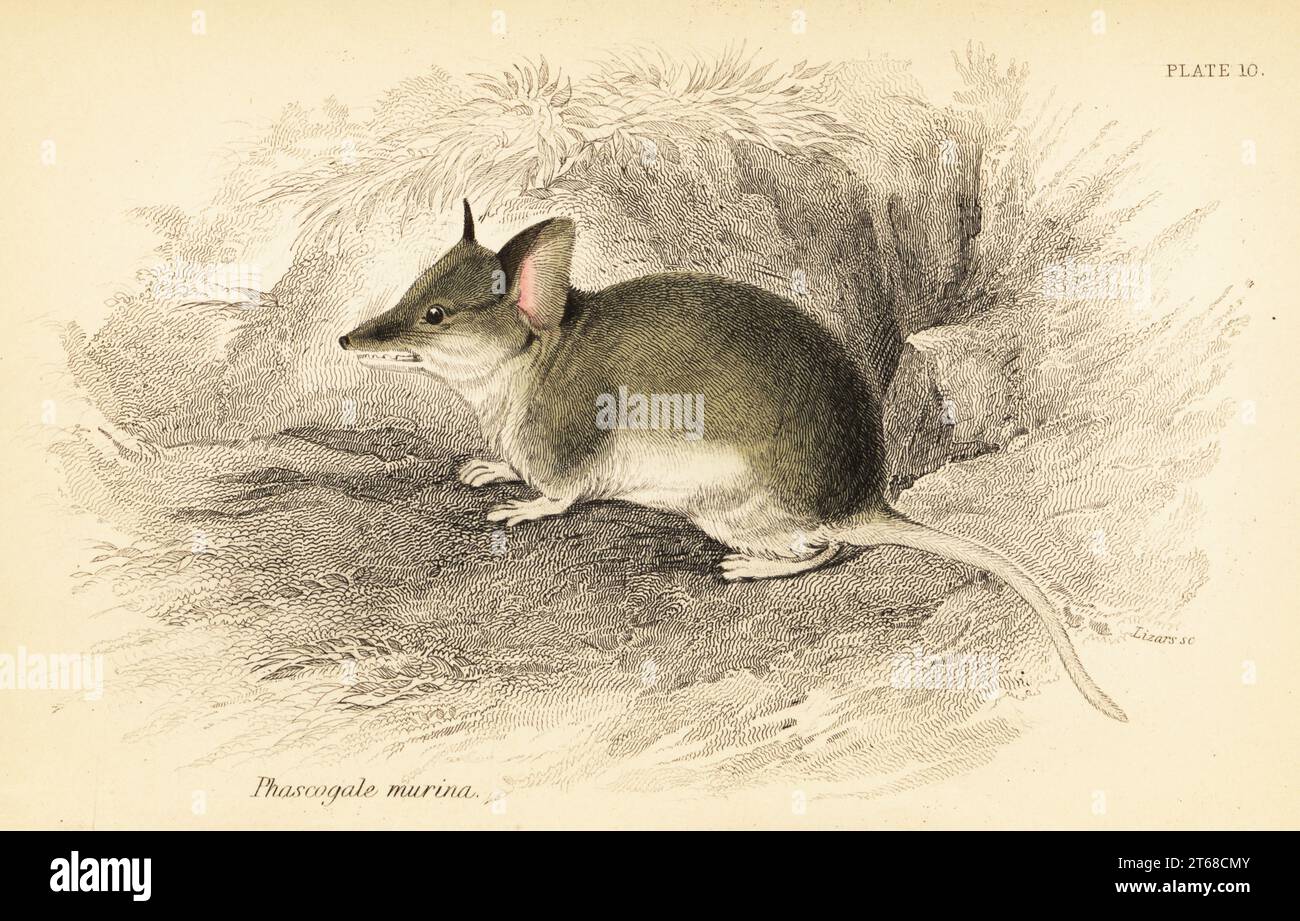 Murine hi-res stock photography and images - Alamy