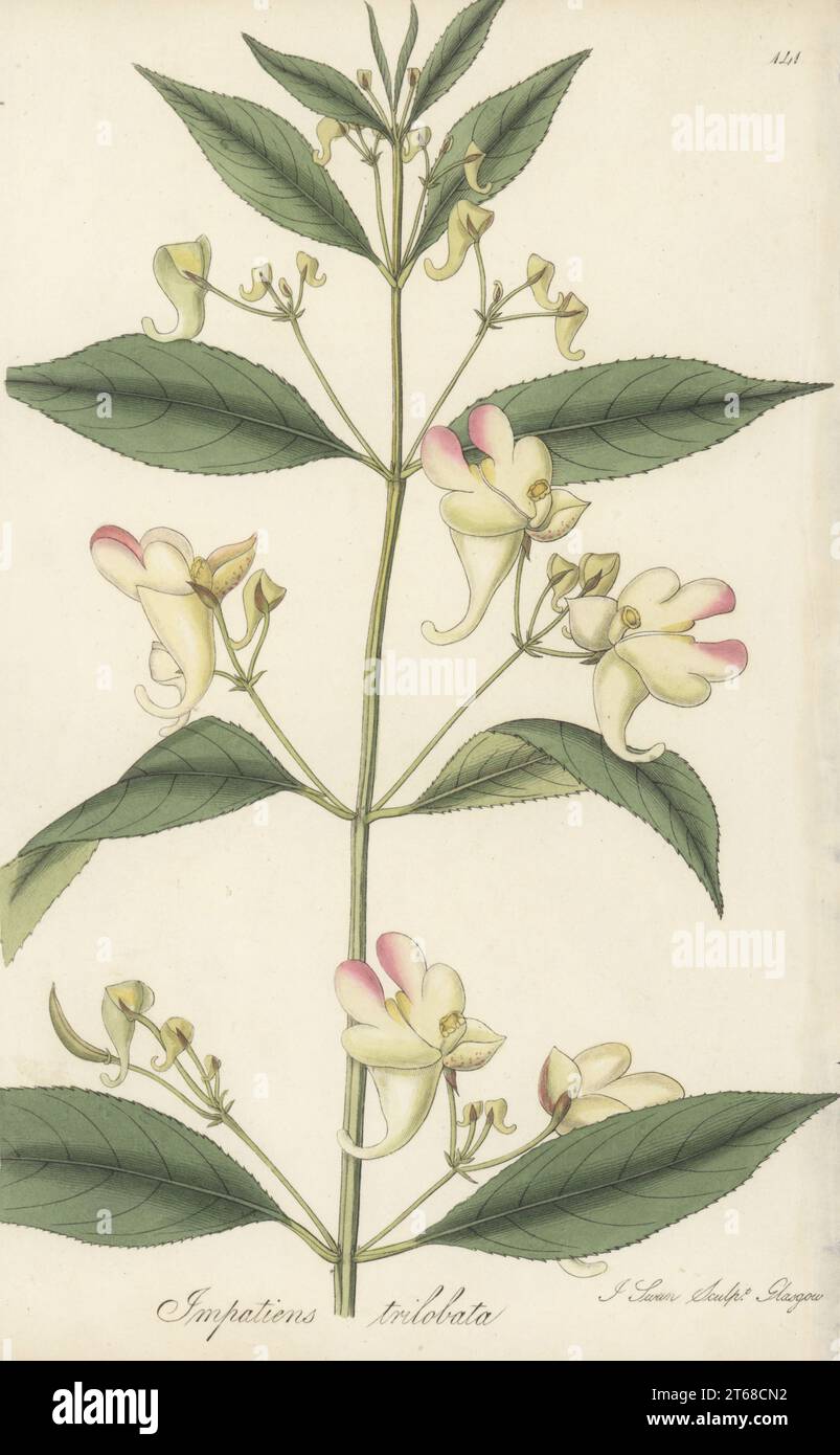 Three-lobed balsam, Impatiens trilobata. Native to Sylhet (Bangladesh ...
