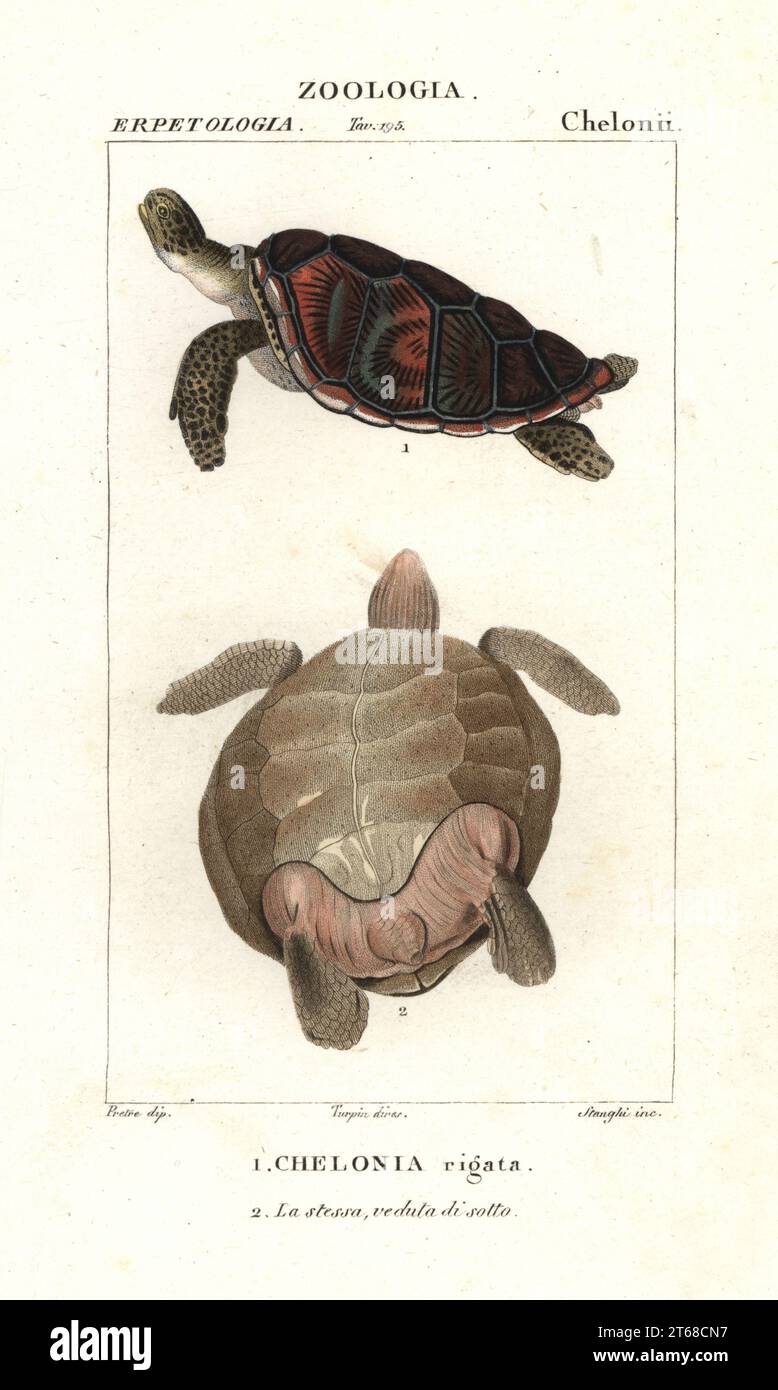Green sea turtle, Chelonia mydas. Endangered. Handcoloured copperplate ...