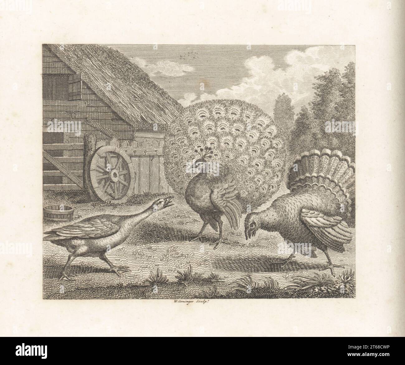 The Peacock, the Turkey and the Goose. A peacock displaying its train ...