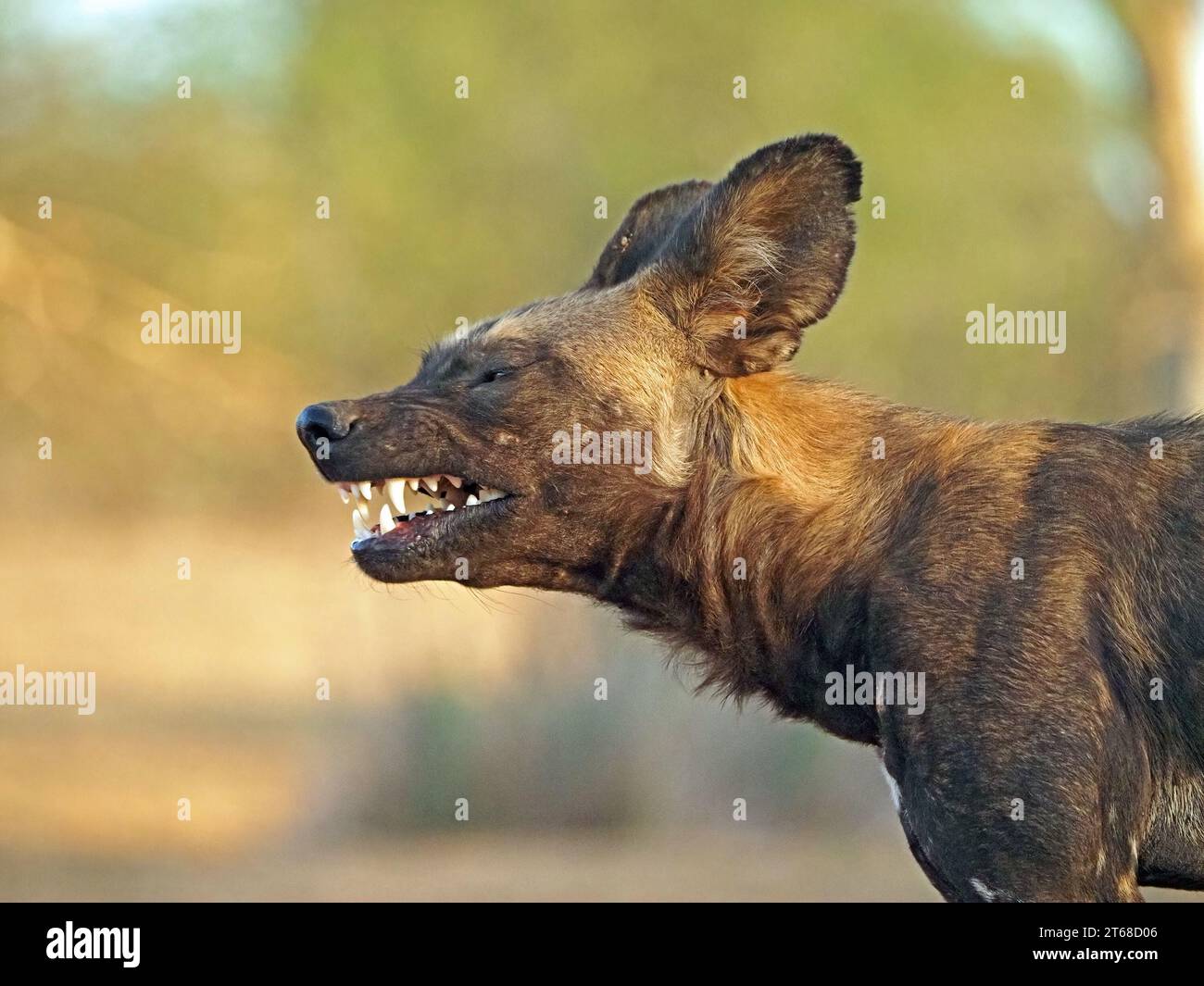 single wild Painted Wolf (Lycaon pictus) African Wild Dog/Hunting Dog ...