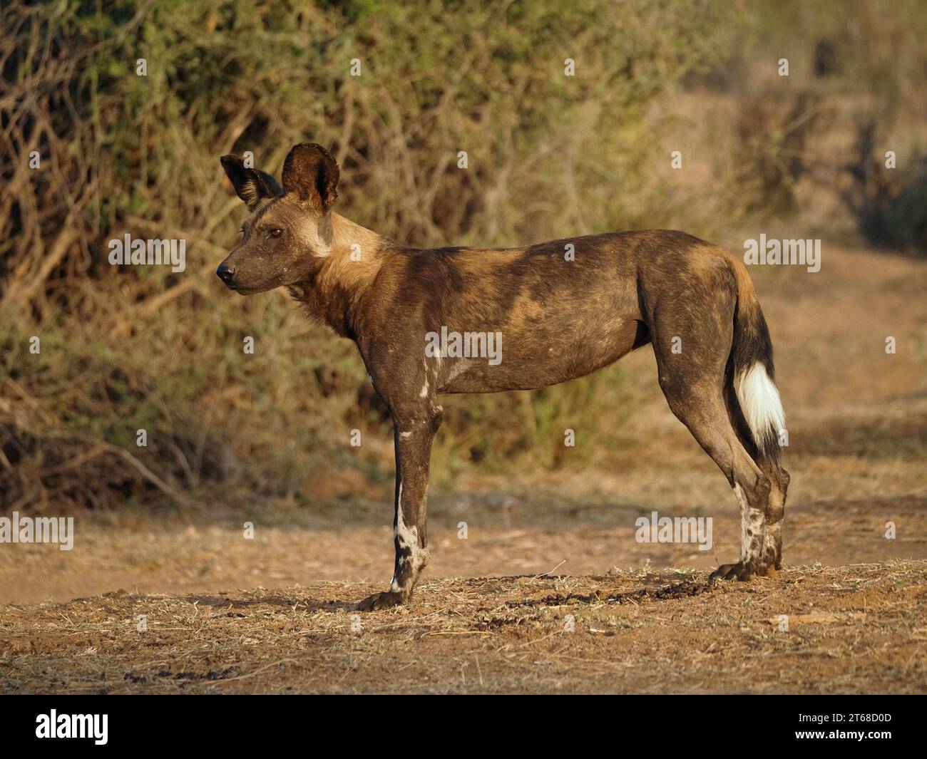 profile portrait of single wild Painted Wolf (Lycaon pictus) aka ...