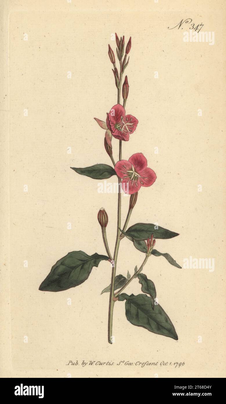 Rosy evening-primrose, rose evening primrose, pink evening primrose ...