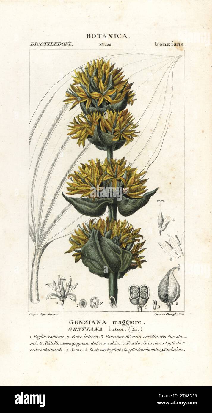 Great Yellow Gentian Gentiana Lutea Handcoloured Copperplate Stipple