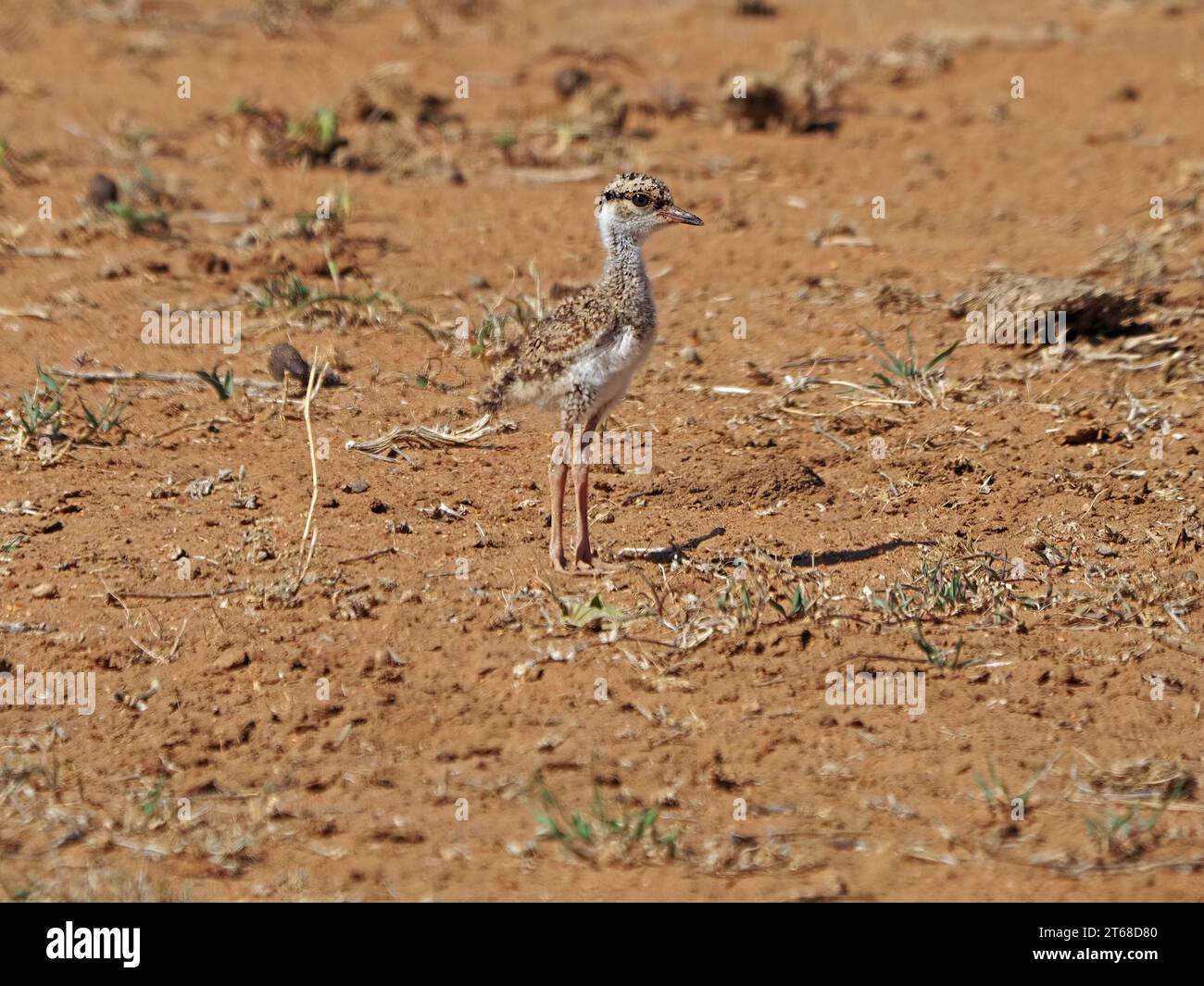 cute fluffy precocious chick of Crowned Plover or crowned lapwing ...