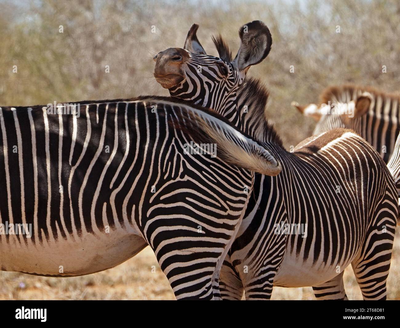 A dazzle of Grevy’s Zebra Equus Grevyi largest & most endangered of ...