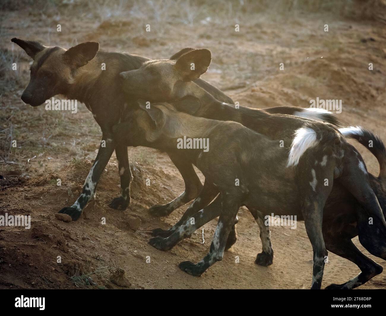 4 Painted Wolves (Lycaon pictus) aka African Wild Dog/Hunting Dog ...