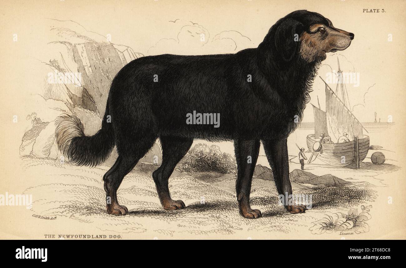 The Newfoundland dog, Canis lupus familiaris )Canis terranovae ...