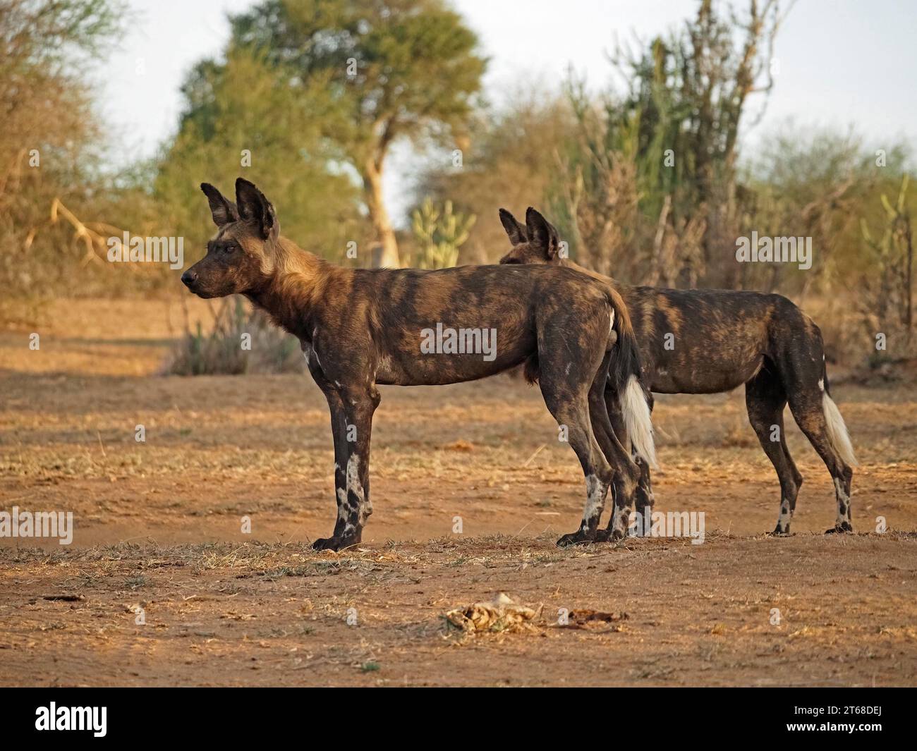 2 two Painted Wolves (Lycaon Pictus) aka African Wild Dog/Hunting Dog ...