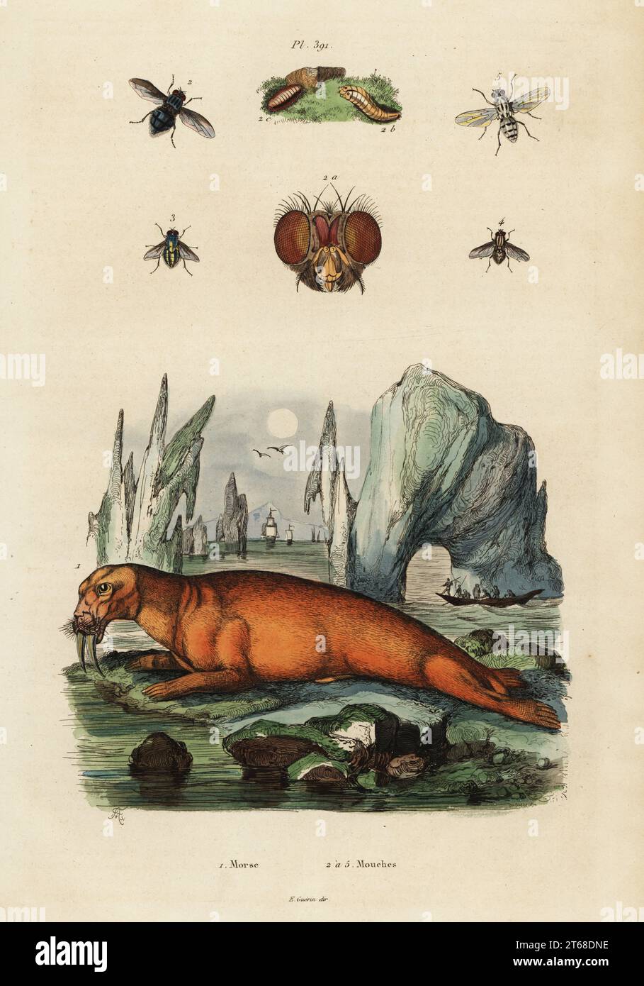 Musca vomitoria hi-res stock photography and images - Alamy