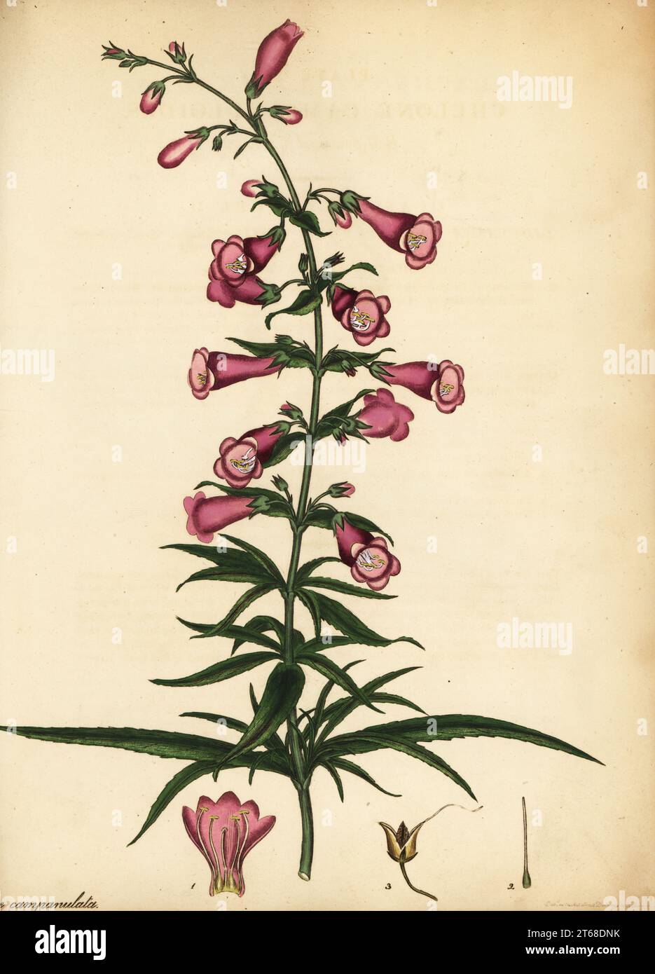 Ourisia ruellioides. Bell-flowered chelone, Chelone campanuloides ...