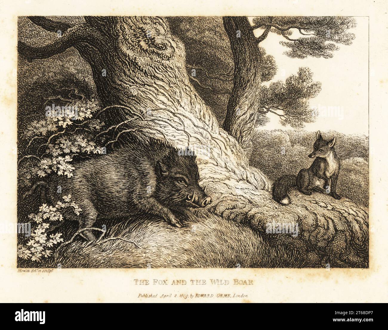 A fox watching a wild boar sharpen its tusks on a tree in preparation ...