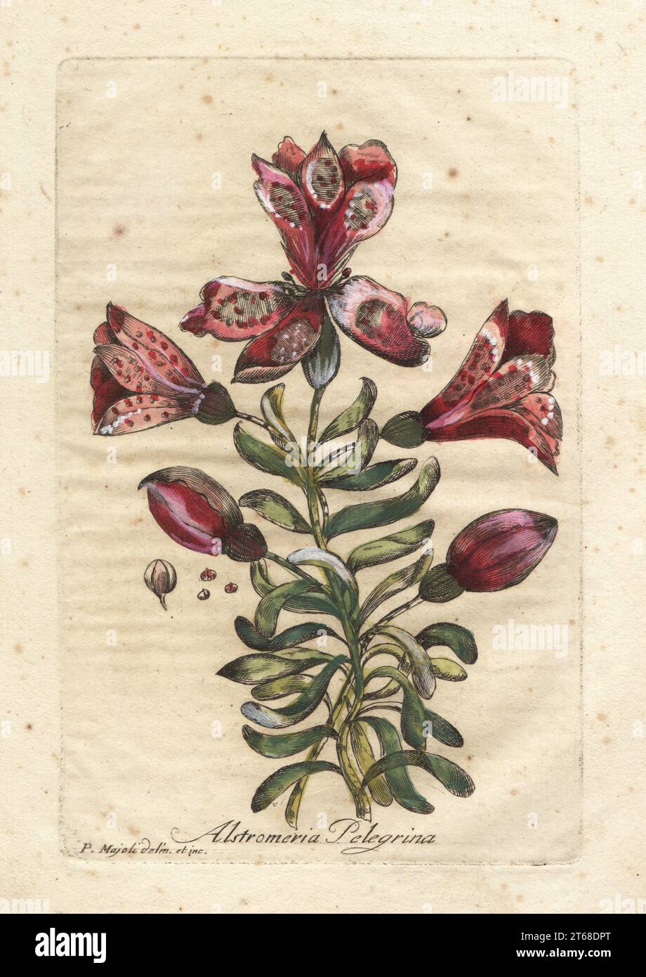 Peruvian lily, Inca lily or upright Lima lilly, Alstromeria pelegrina ...