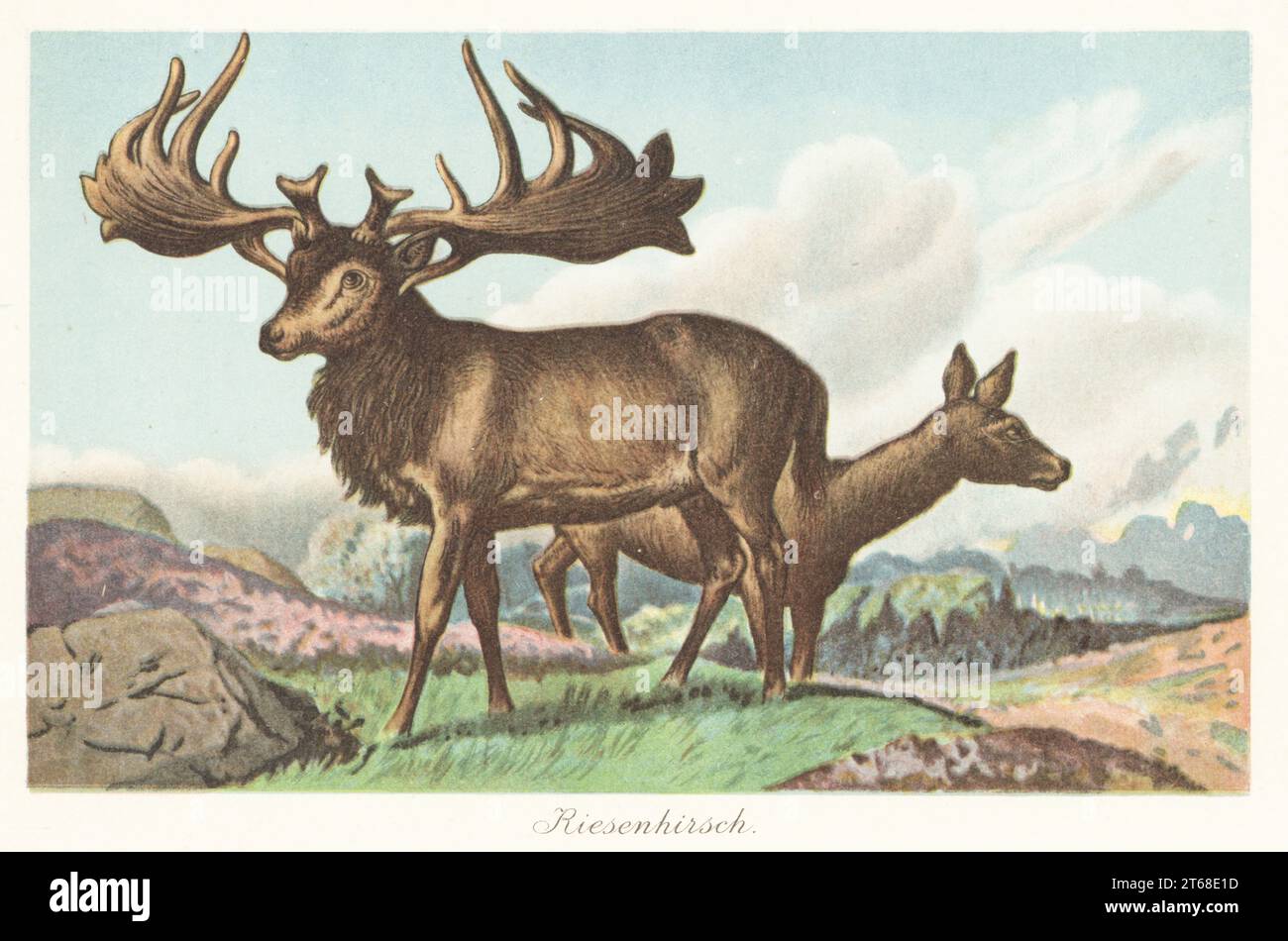 Reconstruction of the Irish elk, Megaloceros giganteus, extinct species ...