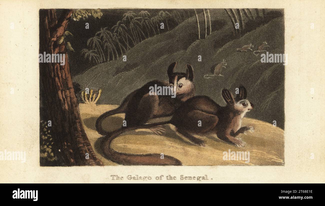 Senegal bushbaby or lesser galago, Galago senegalensis. The galago of ...
