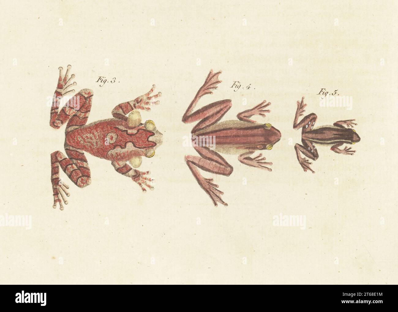 Veined tree frog, Trachycephalus typhonius 3, rusty tree frog or giant ...