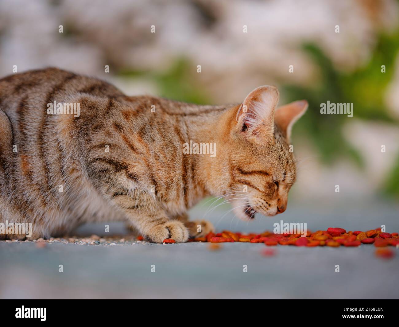 cats of Turkey, small resort town of Side with ancient Greek ruins ...