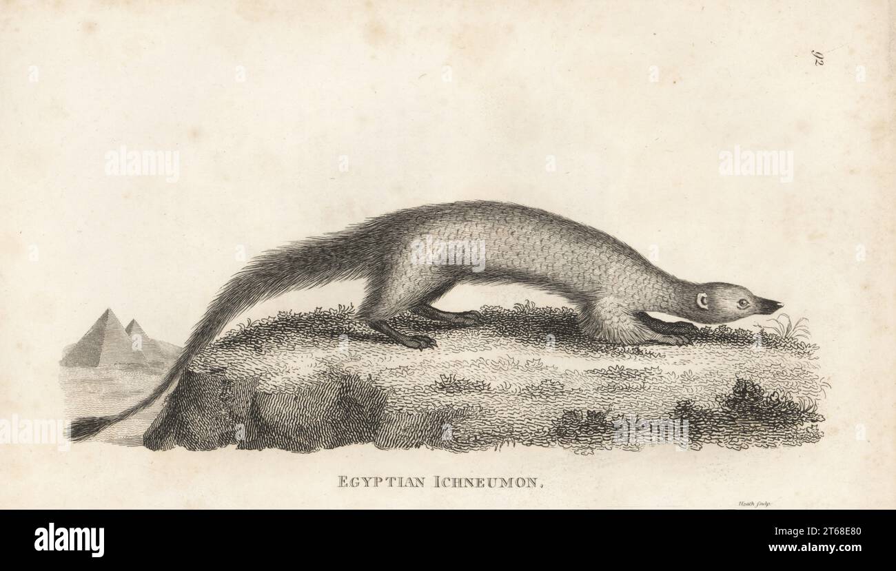 Egyptian mongoose or ichneumon, Herpestes ichneumon. Egyptian ichneumon ...