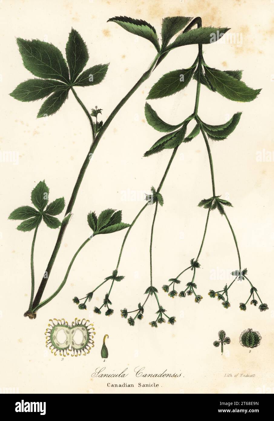 Canadian blacksnakeroot or Canadian sanicle, Sanicula canadensis ...