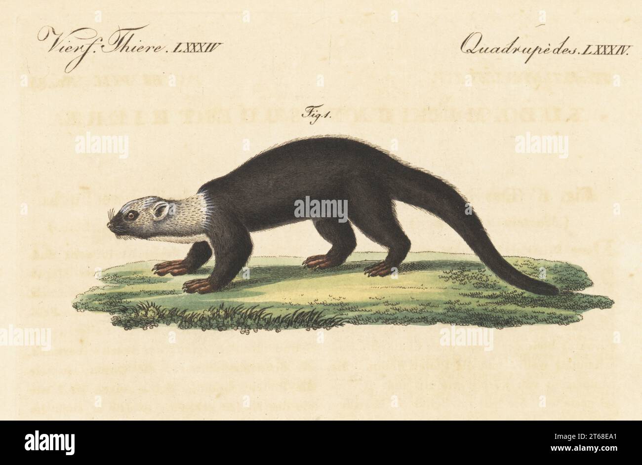 Tayra, tolomuco, motete, irara, or viejo de monte, Eira barbara 1 ...