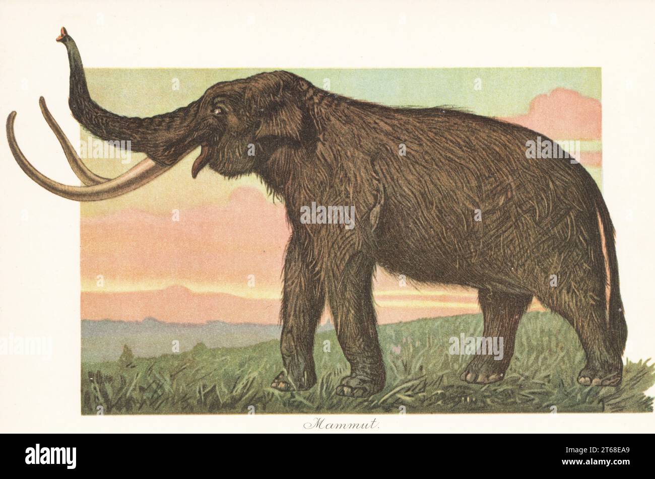 Reconstruction of a woolly mammoth, Mammuthus primigenius, an extinct ...