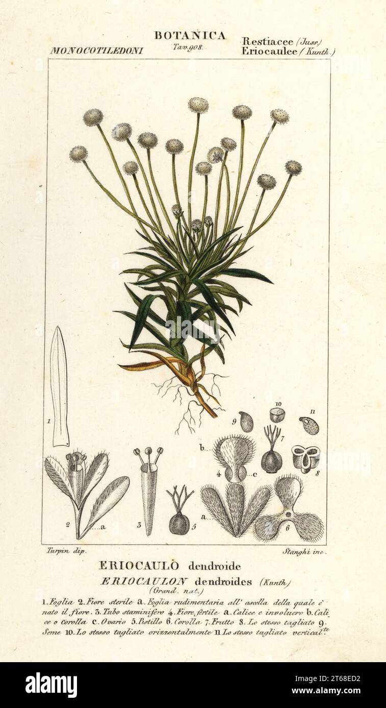 Pipewort, Paepalanthus dendroides, Eriocaulon dendroides. Handcoloured ...