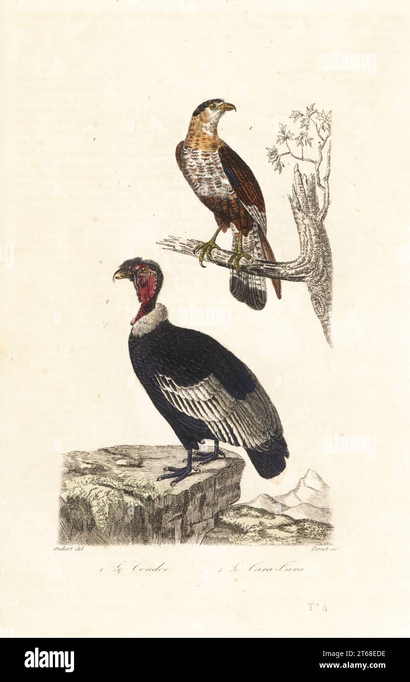 Le condor hi-res stock photography and images - Alamy