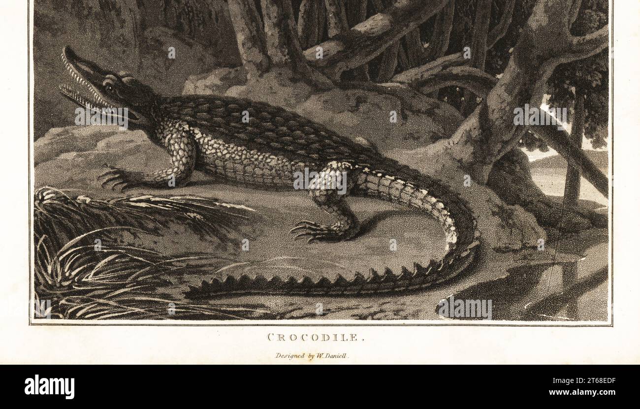 Spectacled caiman, Caiman crocodilus, on the banks of a swampy American ...