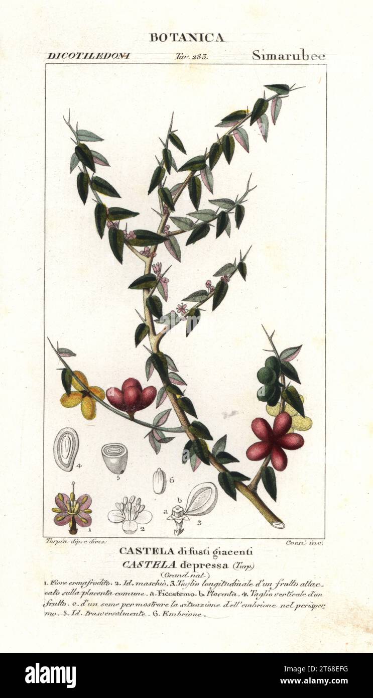 Castela tree, Castela depressa, native to the Dominican republic ...