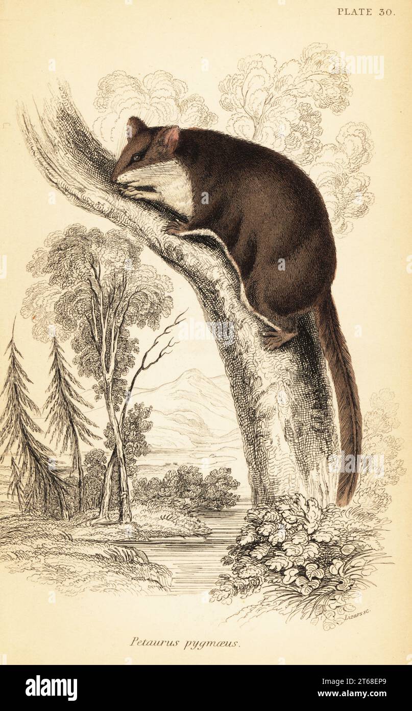 Feathertail glider, Acrobates pygmaeus. Pigmy petaurus, Petaurus ...