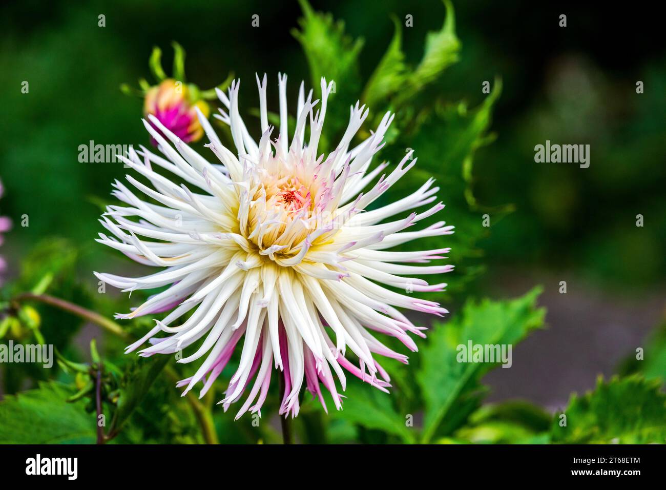 National flower of mexico hi-res stock photography and images - Alamy