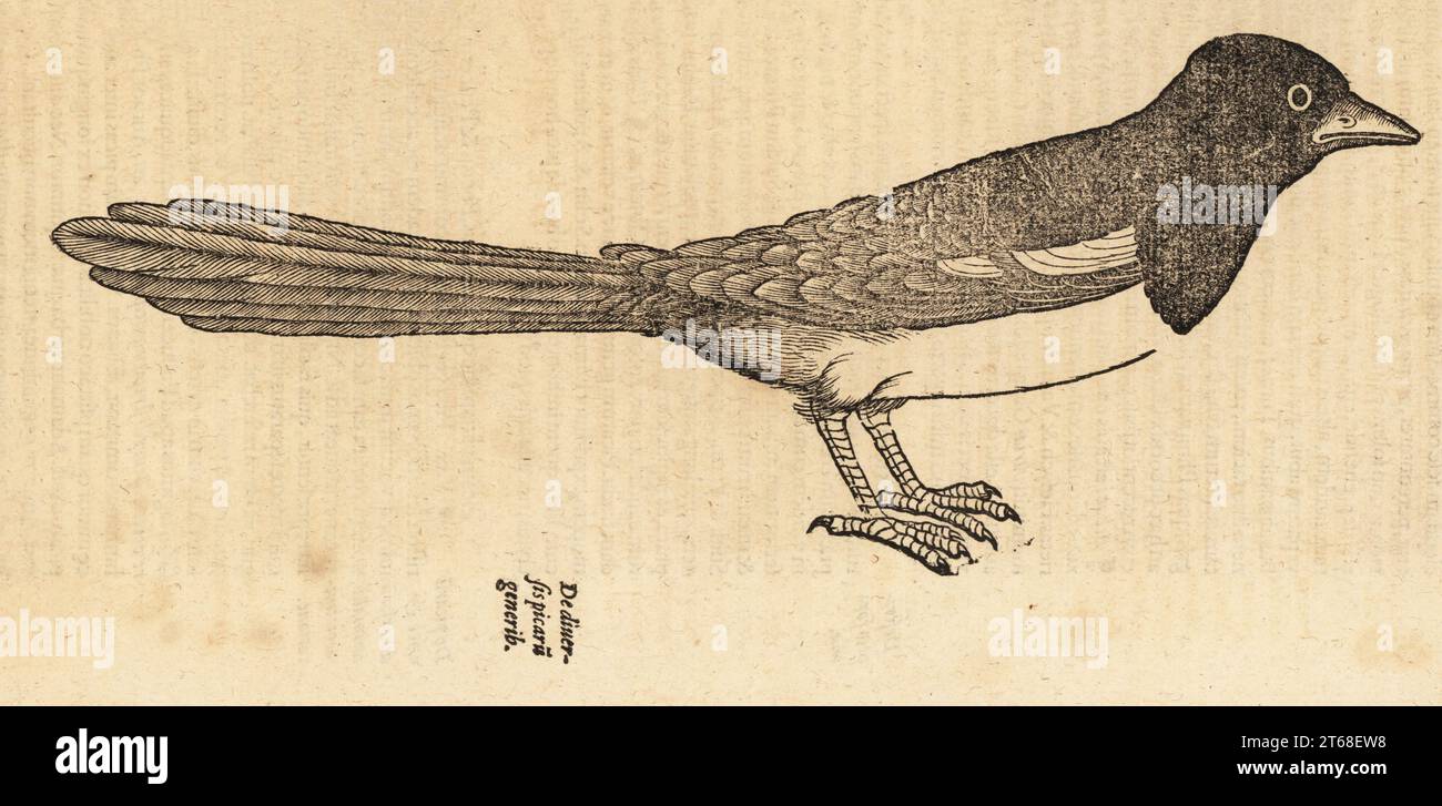 Eurasian magpie or common magpie, Pica pica. De Avibus, de Pica, pigaza ...