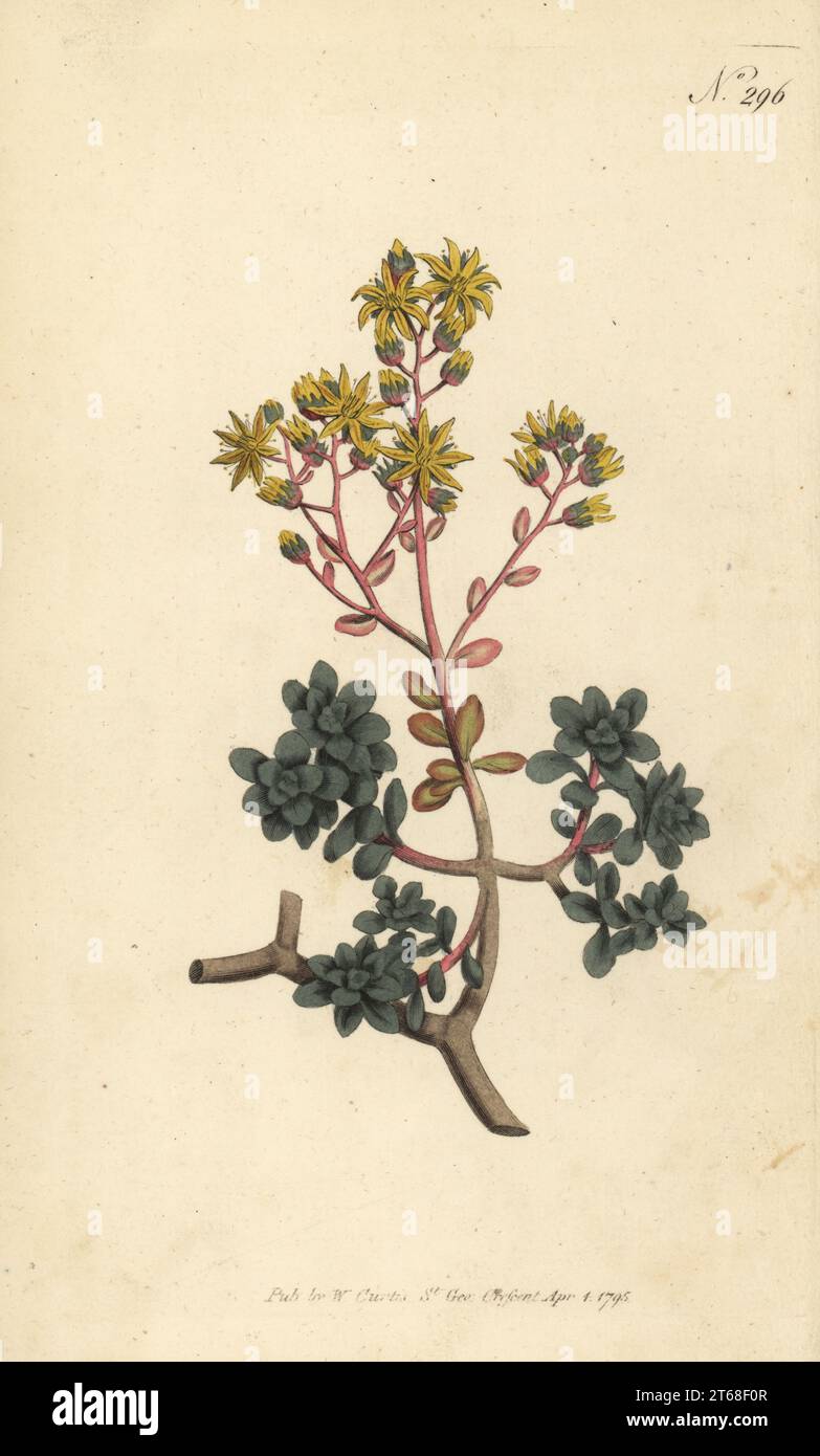 Gouty houseleek, Aichryson tortuosum. Native to the Canary Islands ...