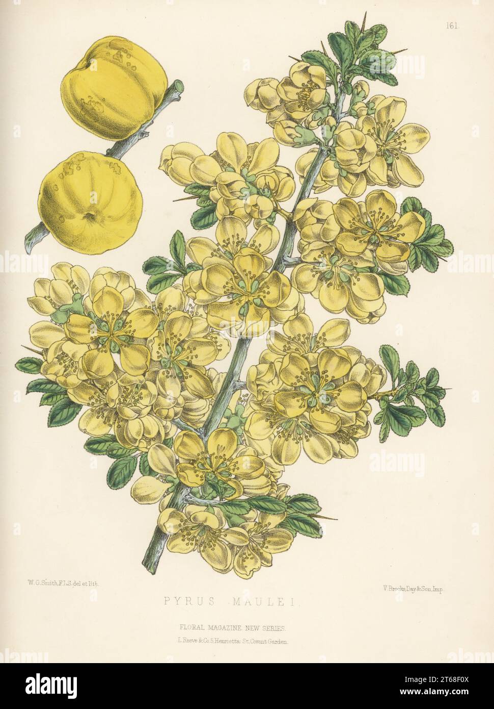 Japanese quince or Maule's quince, Chaenomeles japonica, with fruit ...