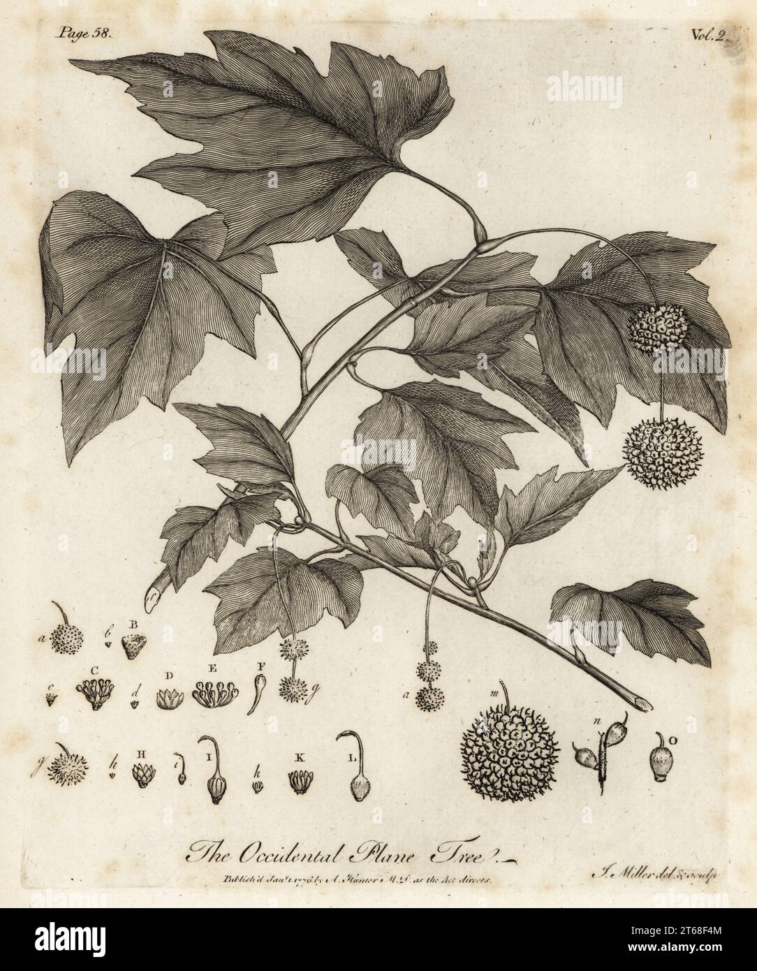 American planetree platanus occidentalis hi-res stock photography and ...