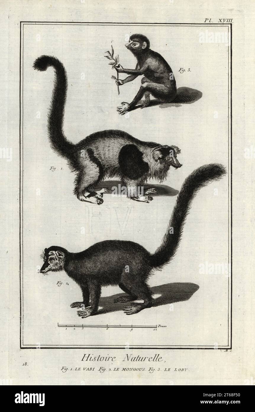 Le lory hi-res stock photography and images - Alamy