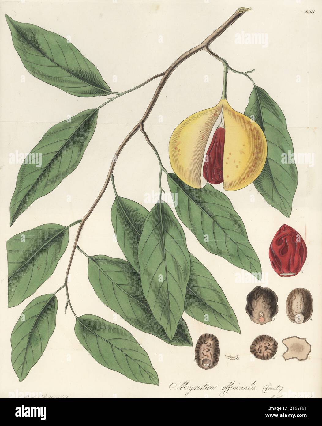 Fragrant nutmeg, Myristica fragrans. Native to the Moluccas (Makuku ...