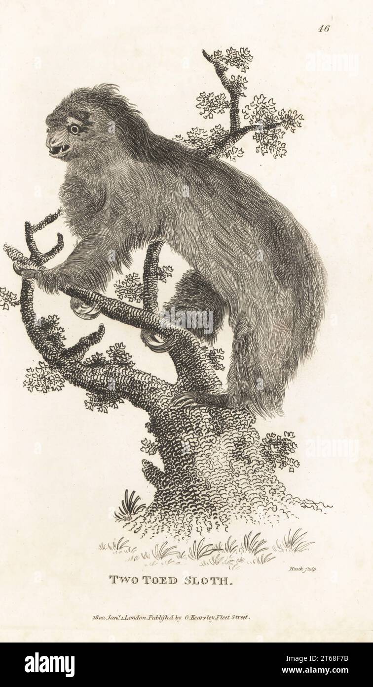 Linnaeus's two-toed sloth, Choloepus didactylus. Two-toed sloth ...