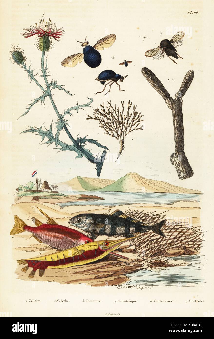 Cellaria salicornia hi-res stock photography and images - Alamy