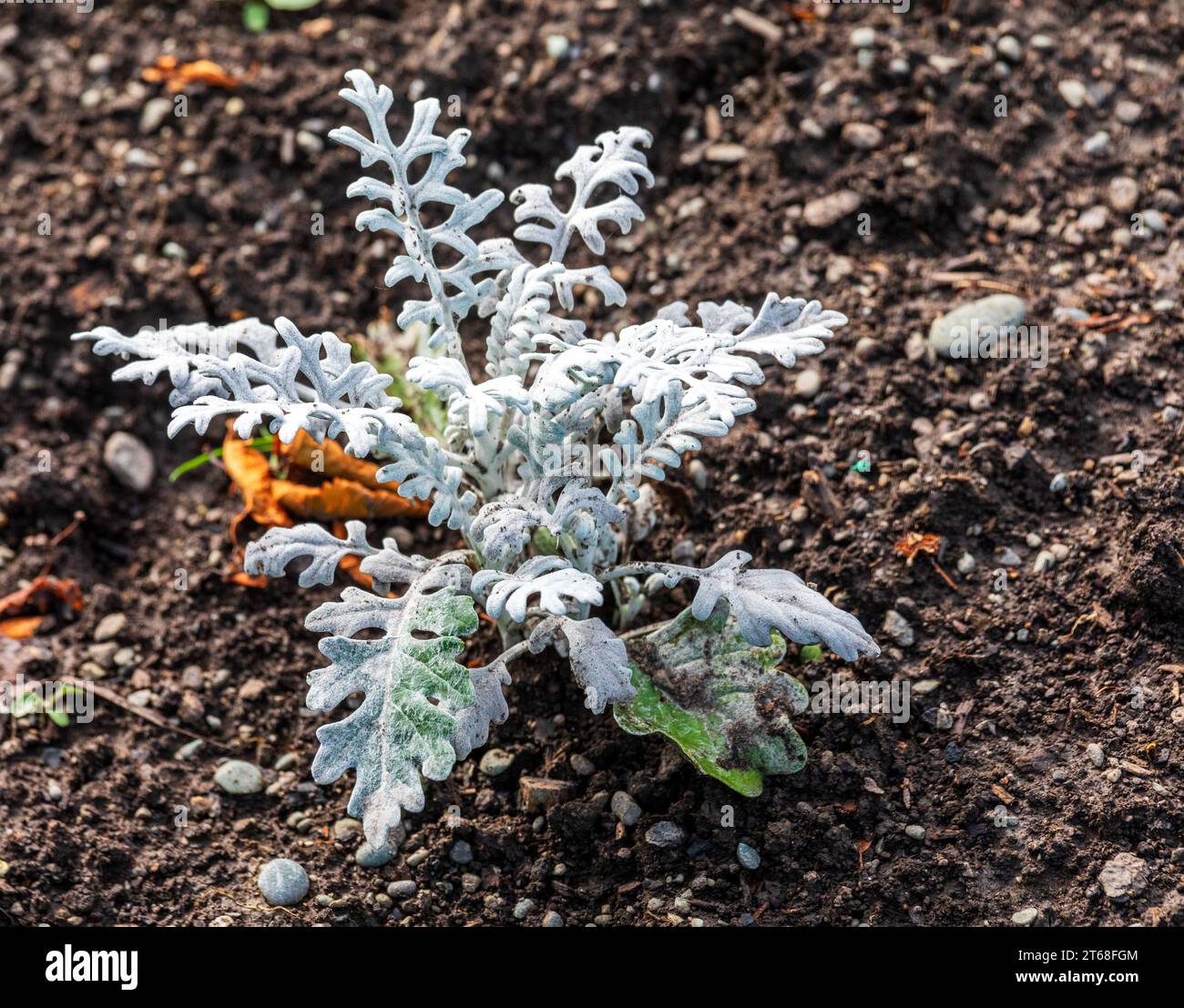 Jacobaea maritima, commonly known as silver ragwort, is a perennial ...