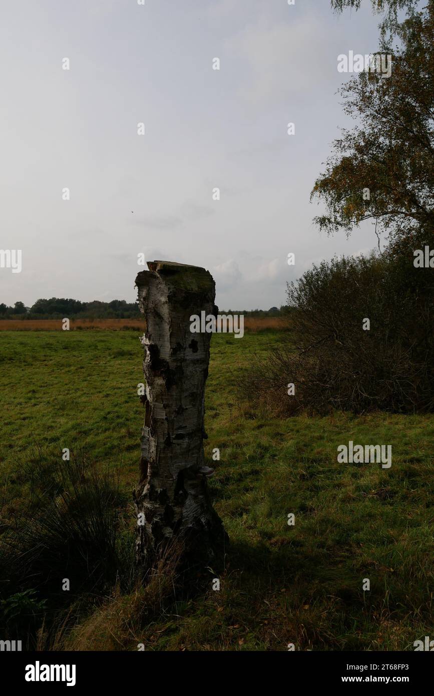 tree stub in the moor Stock Photo - Alamy