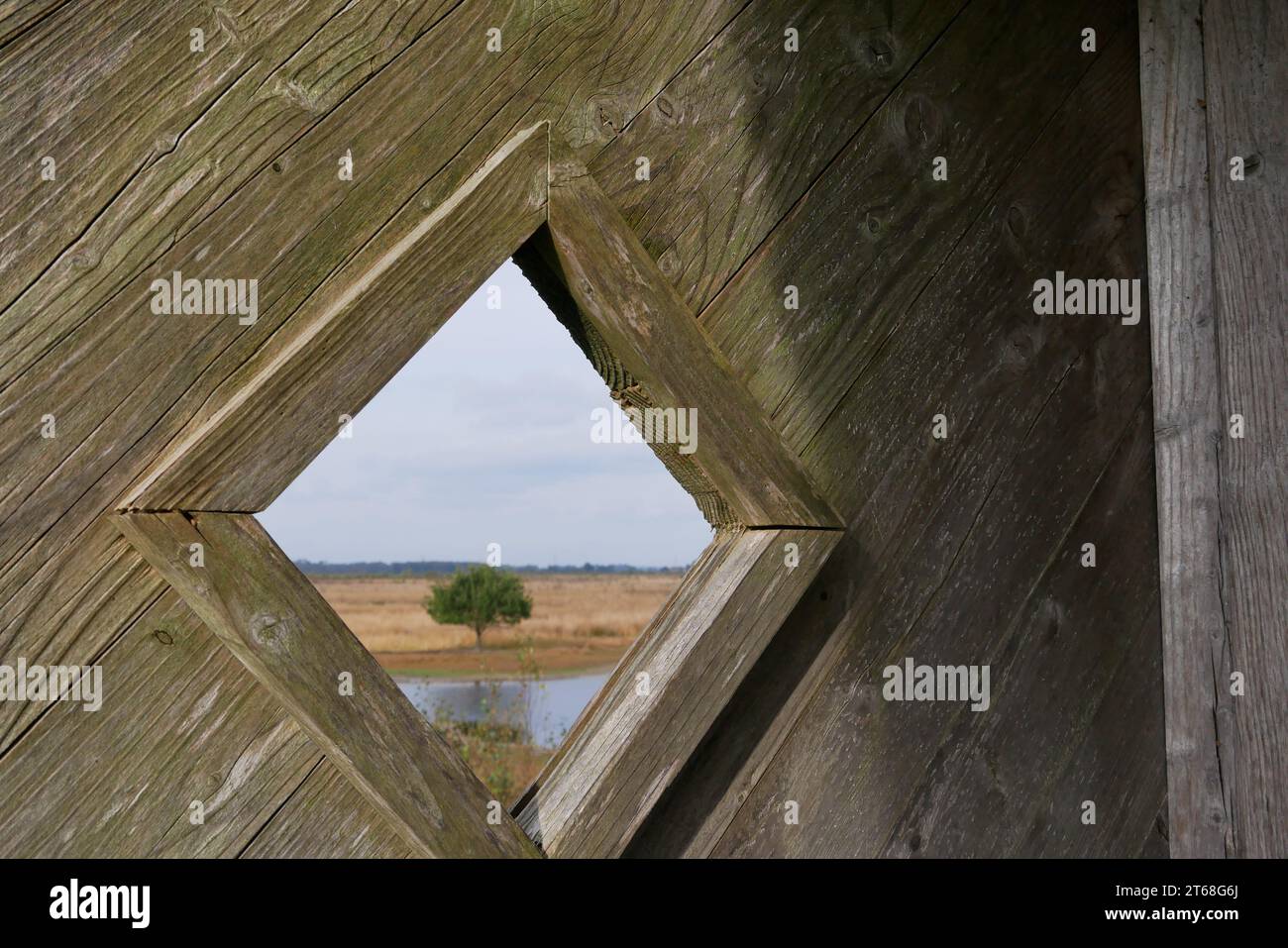 special view on a tree Stock Photo - Alamy